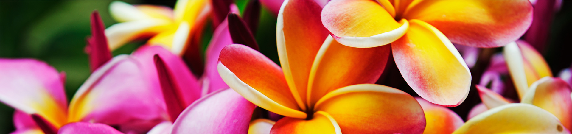 Travel Insurance for the Cook Islands | Get A Quote | SCTI AU